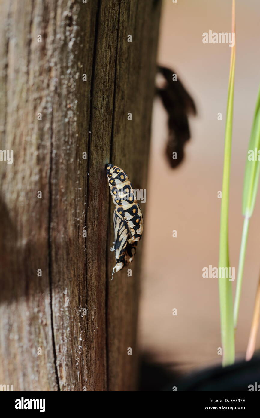 Dead chrysalis hi-res stock photography and images - Alamy