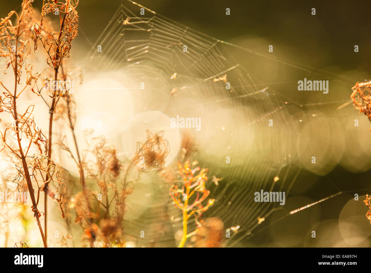 misty autumn morning, cobweb spiderweb on the dry grass. Beauty in ...