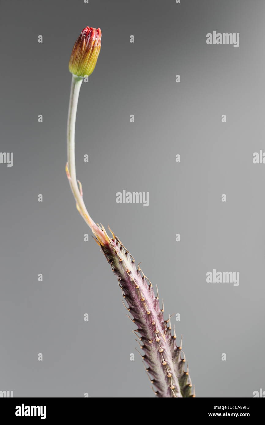 Flower bud of senecio stapeliiformis, a South African succulent species ...