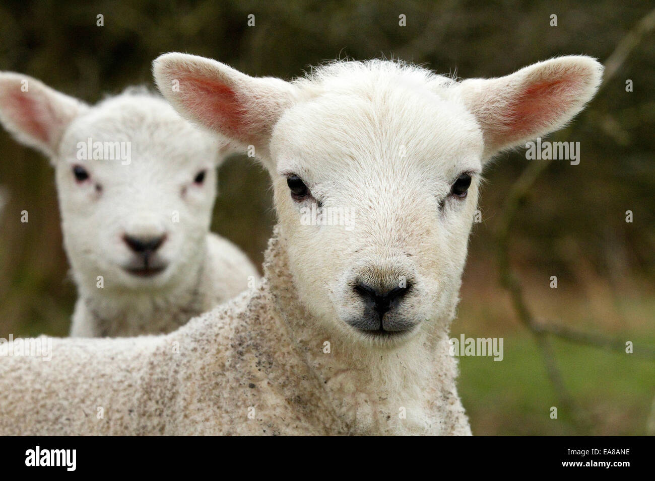 Close up of a lamb looking straight at the camera. There is another ...