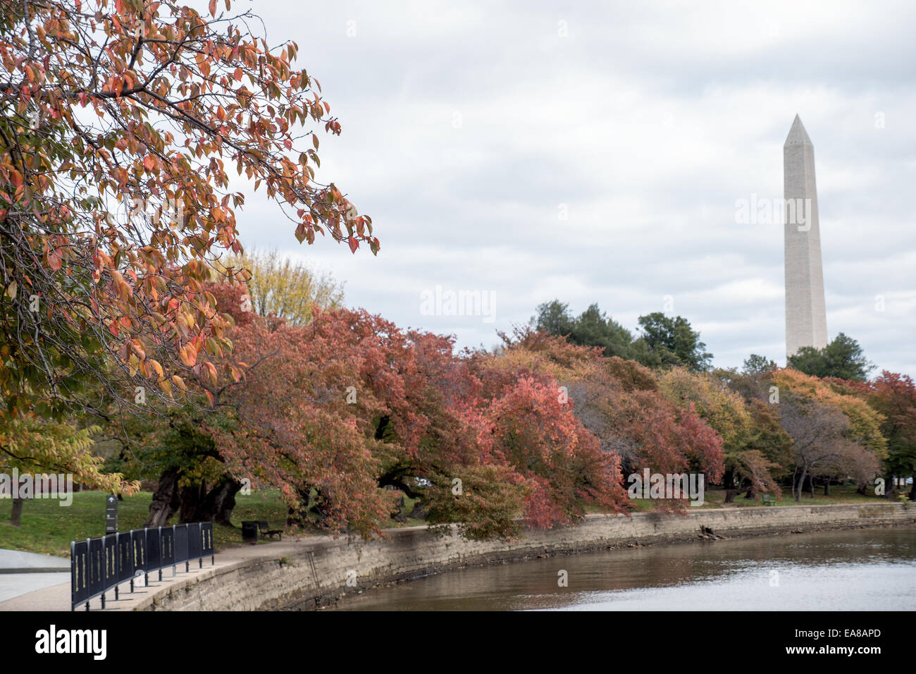 Prunus yedoensis autumn hi-res stock photography and images - Alamy