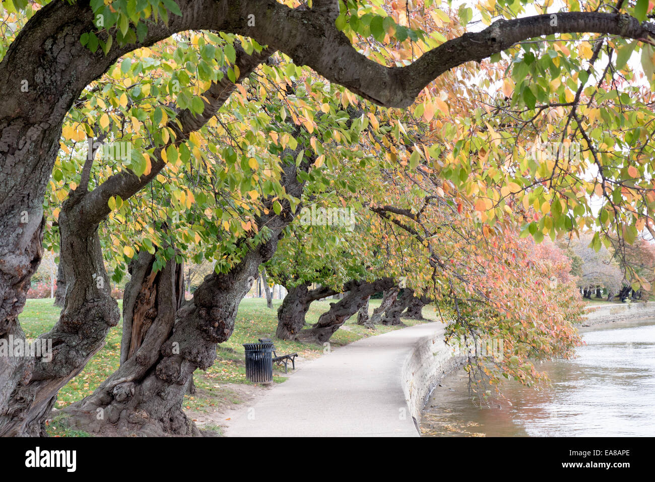 Autumn at the tidal basin hi-res stock photography and images - Alamy