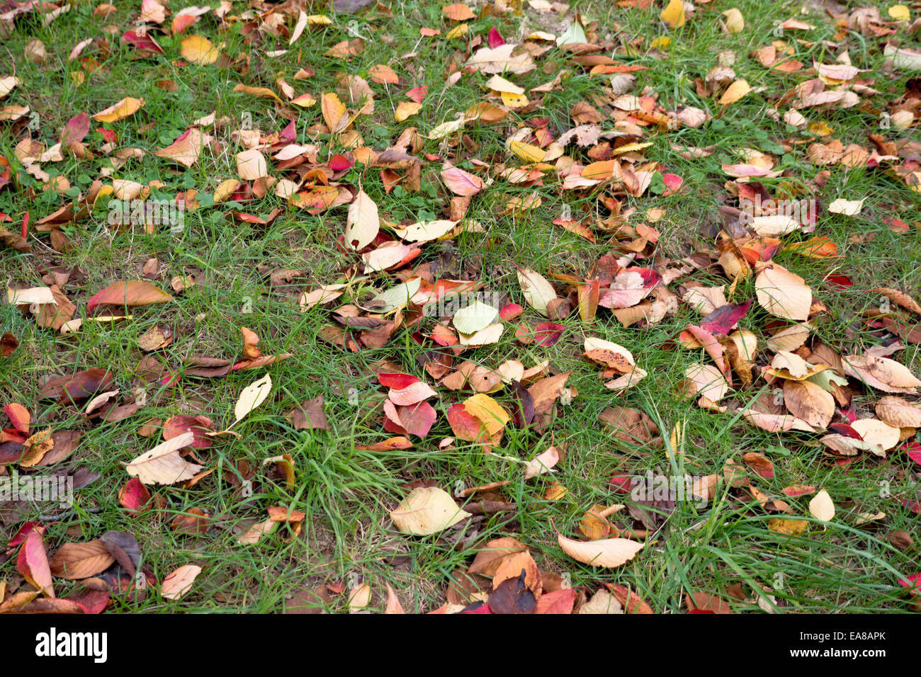 Autumn at the tidal basin hi-res stock photography and images - Alamy