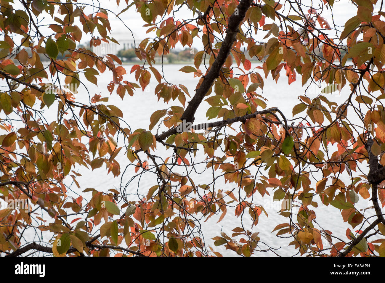 Autumn at the tidal basin hi-res stock photography and images - Alamy