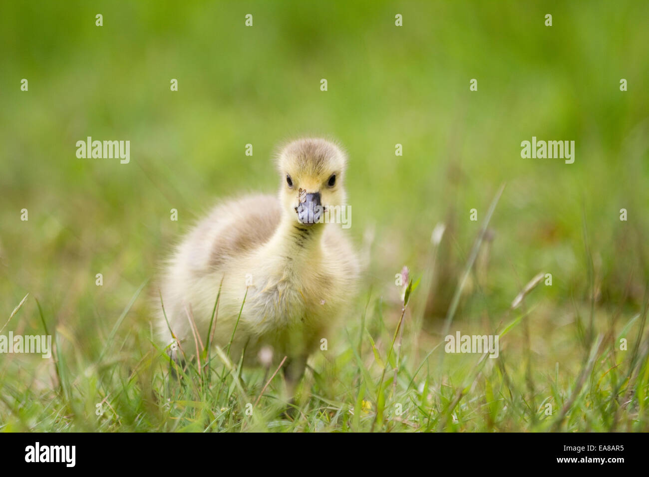 Yellow Canada Goose gosling chick looking at the camera against a ...