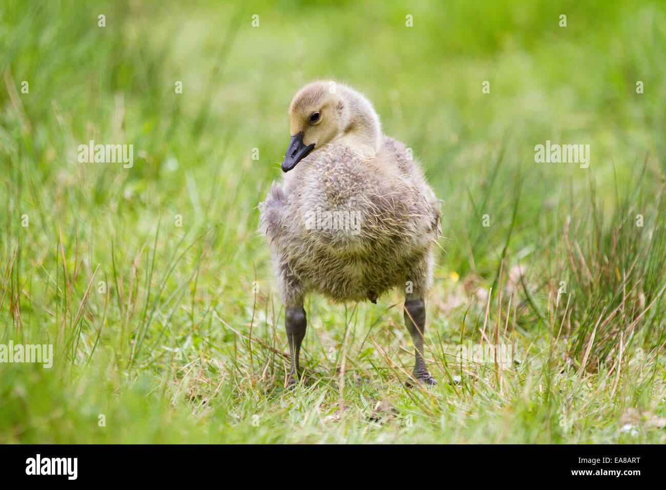 A 4 week old Canada Goose gosling chick, standing in a natural setting ...