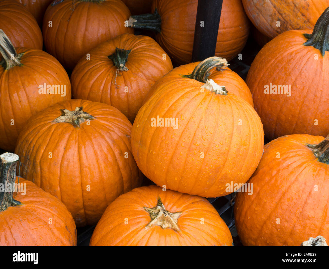 Capital of the stems hi-res stock photography and images - Alamy
