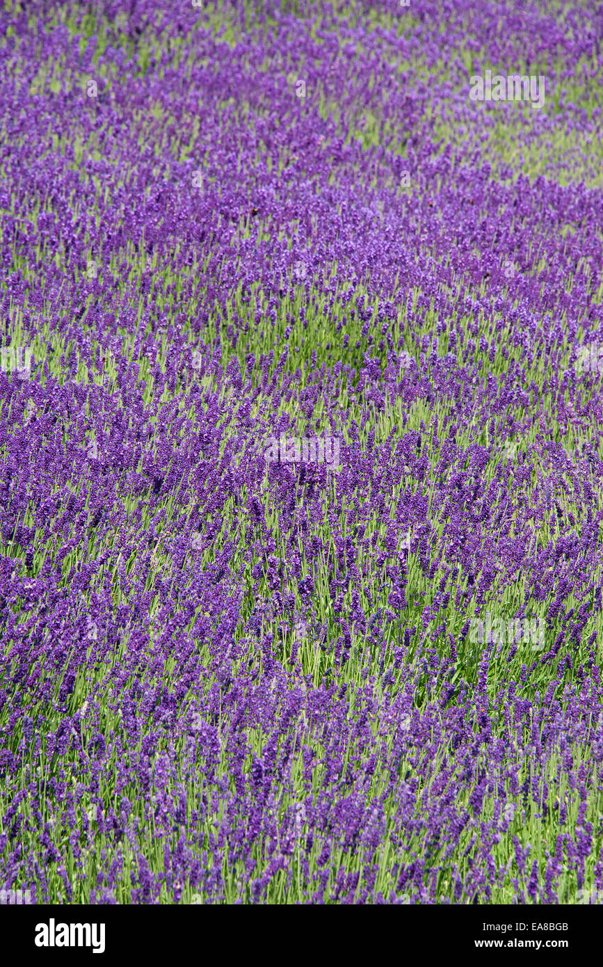 Flowering lavender field hi-res stock photography and images - Alamy