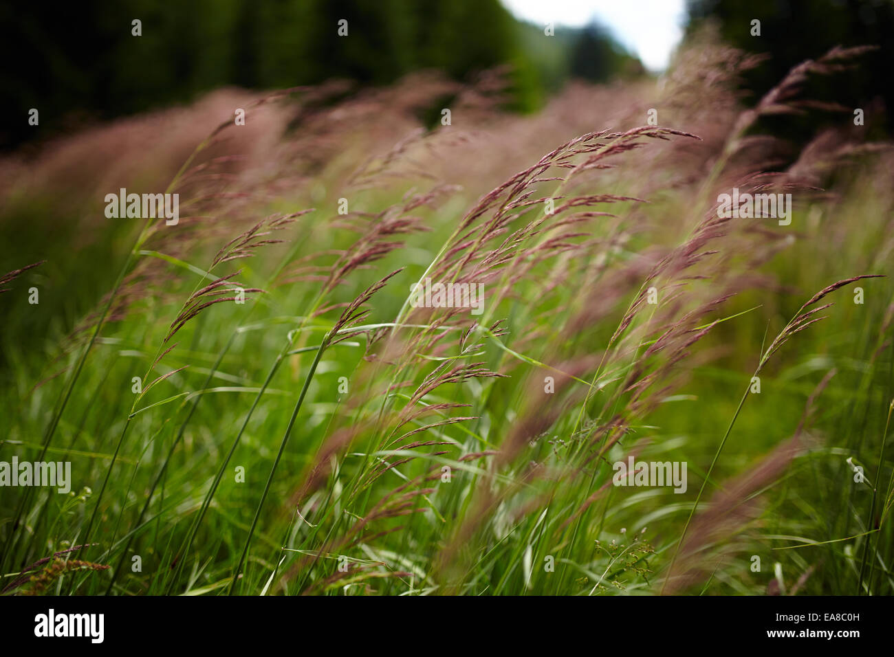 Closeup of green grass with red buds and seeds with blurred background ...