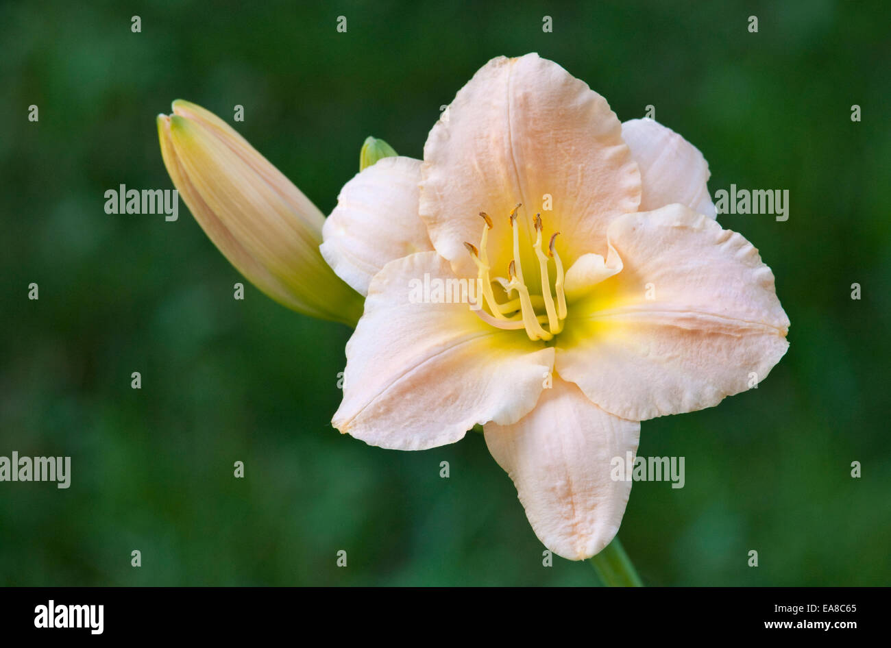 HEMEROCALLIS 'RARE LOVE' Stock Photo - Alamy