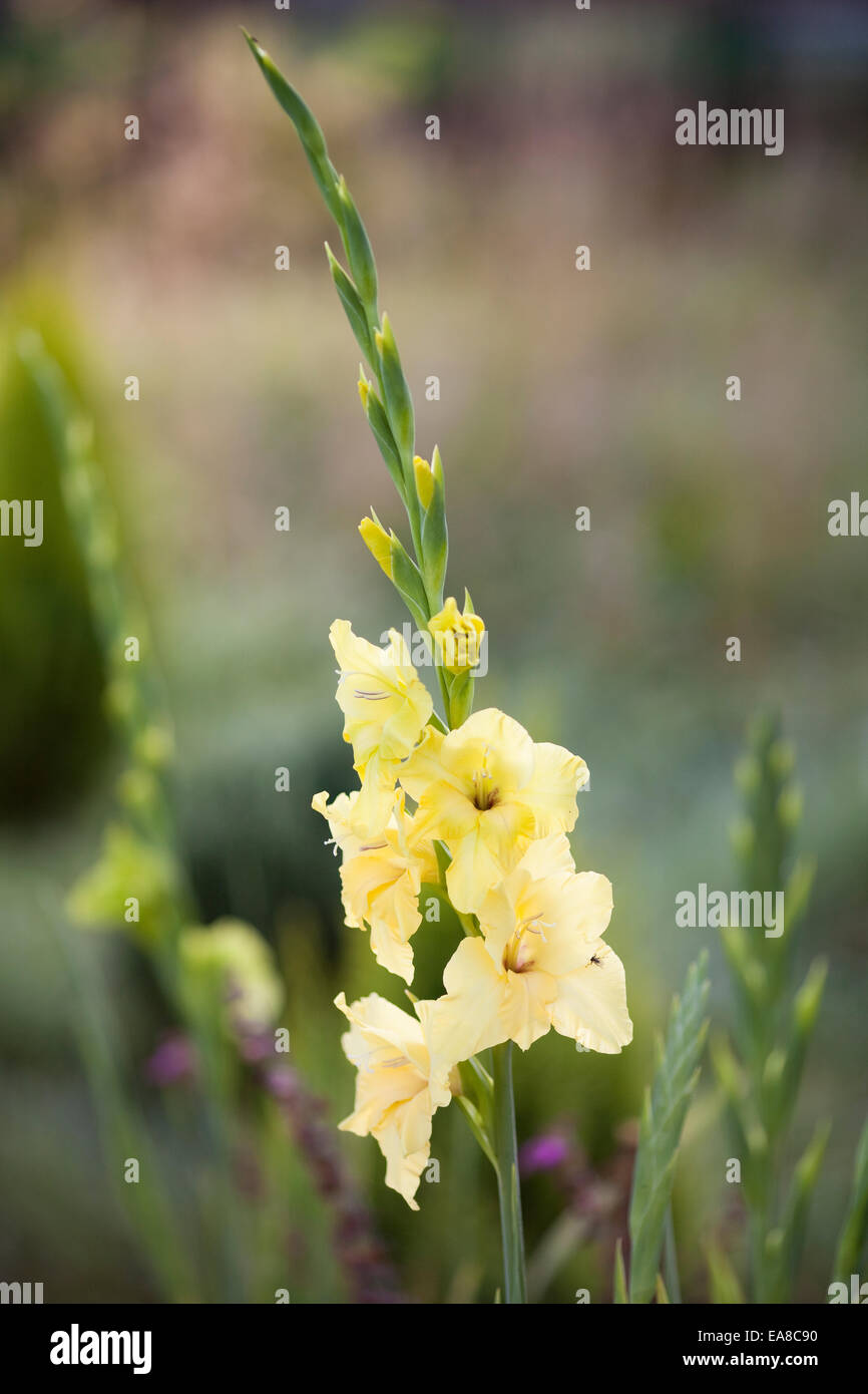 Yellow flower spike hi-res stock photography and images - Alamy