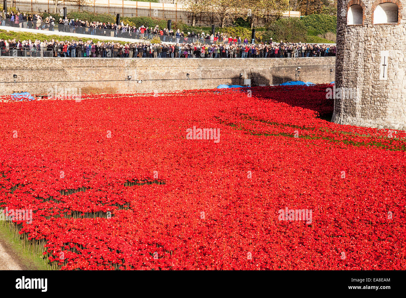 Commemorative display of ceramic poppies in the moat at the Tower of ...