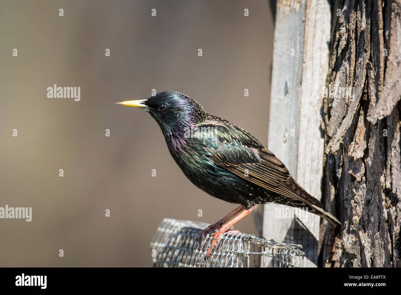 Starling in breeding plumage hi-res stock photography and images - Alamy