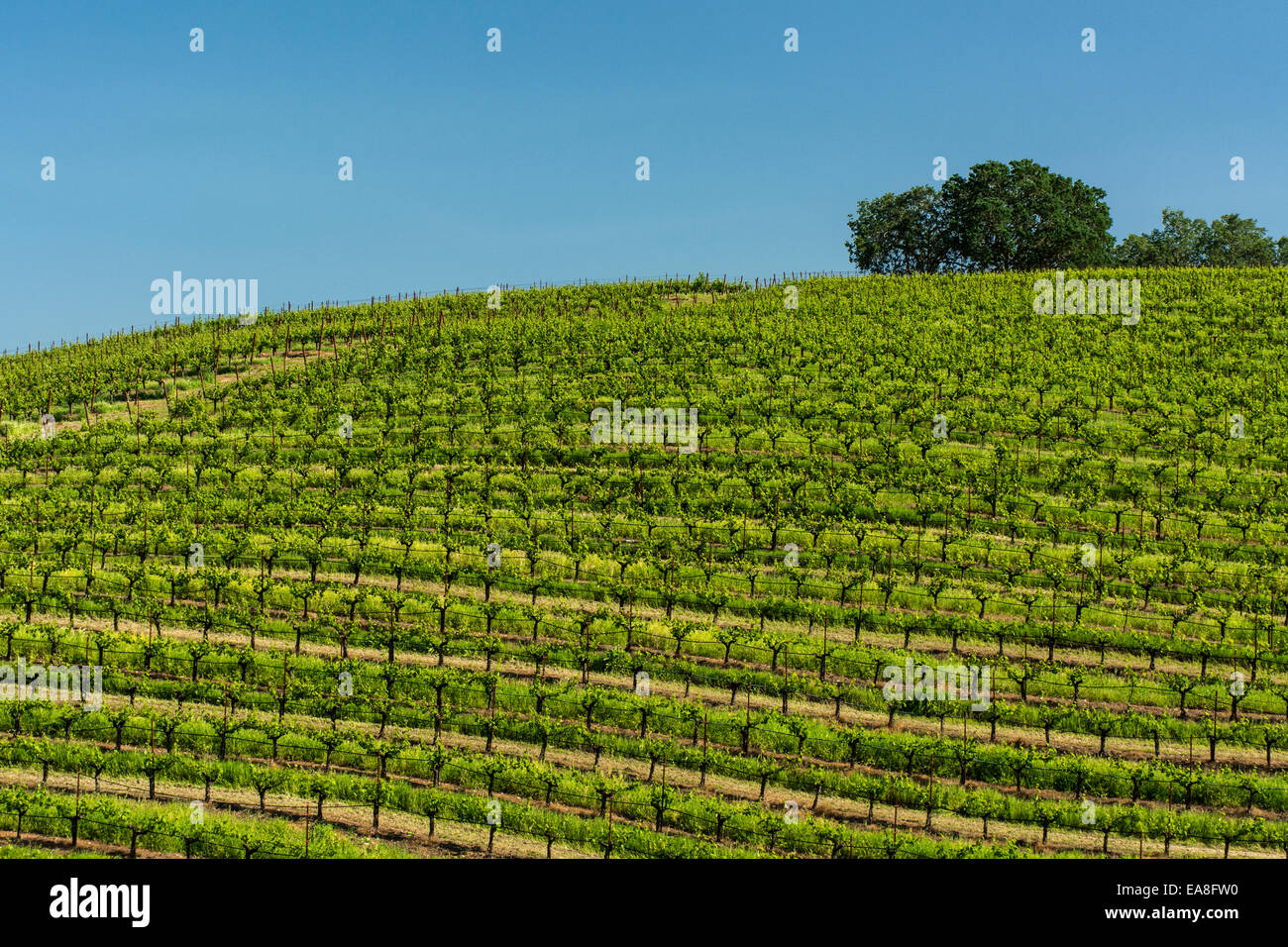 Napa wines hi-res stock photography and images - Alamy