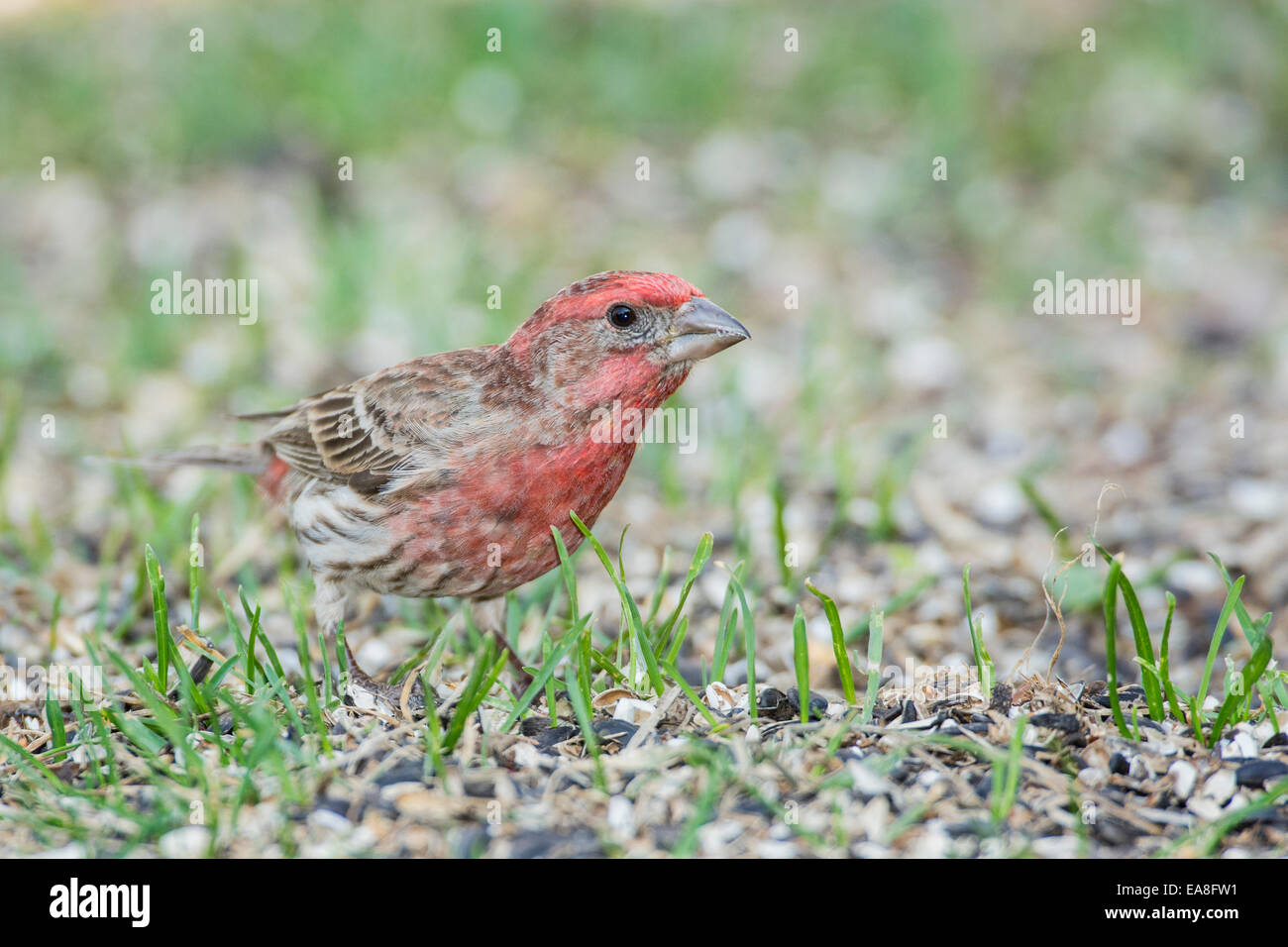 Male House Finch foraging on ground in spilled seeds Stock Photo - Alamy