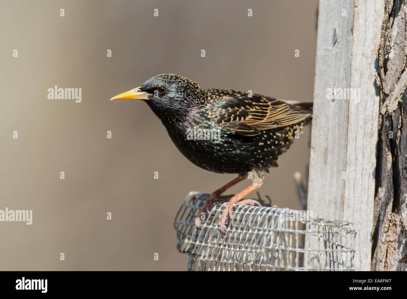 Male European Starling in breeding plumage Stock Photo - Alamy