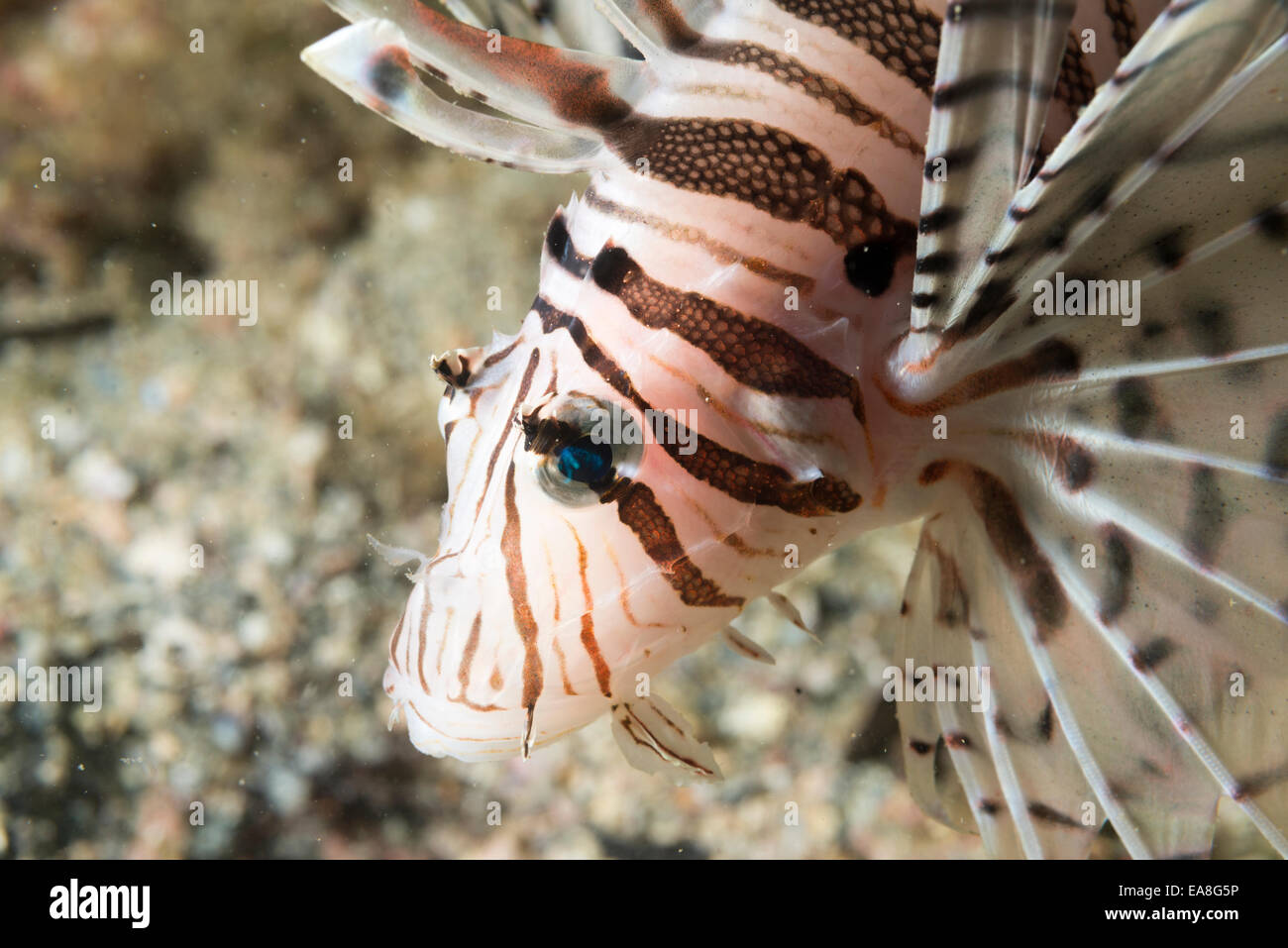 Lionfish at Owase Mie Japan. She is very elegant but it is very ...