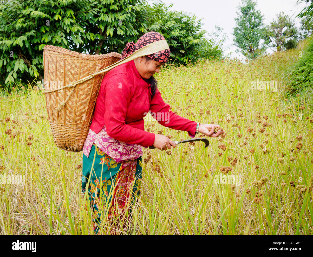 Woman harvesting millet in Hyamjakot village, Nepal Stock Photo - Alamy