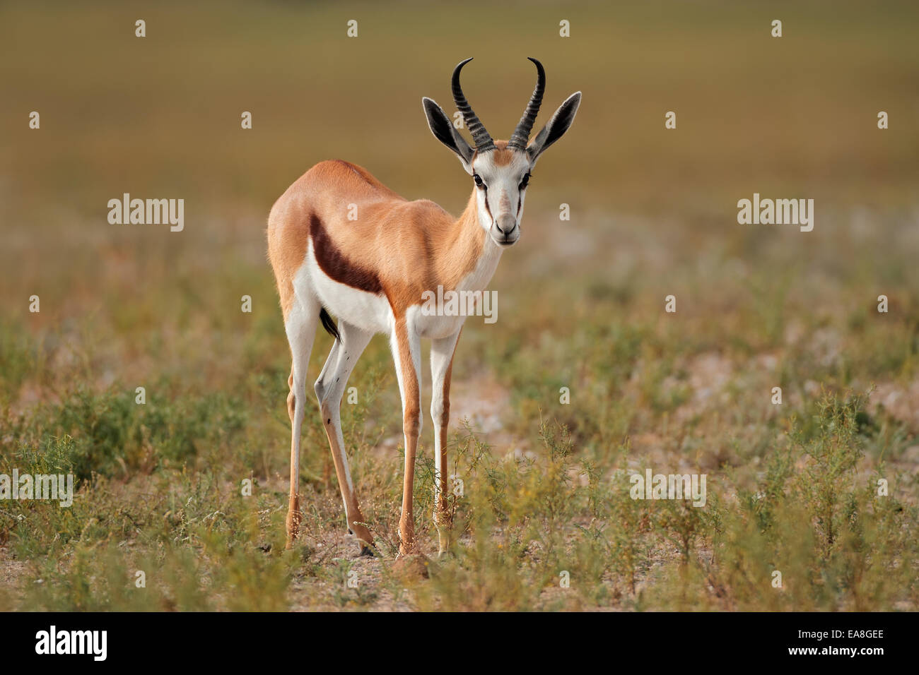 Springbok antelope (Antidorcas marsupialis) in natural habitat, South ...