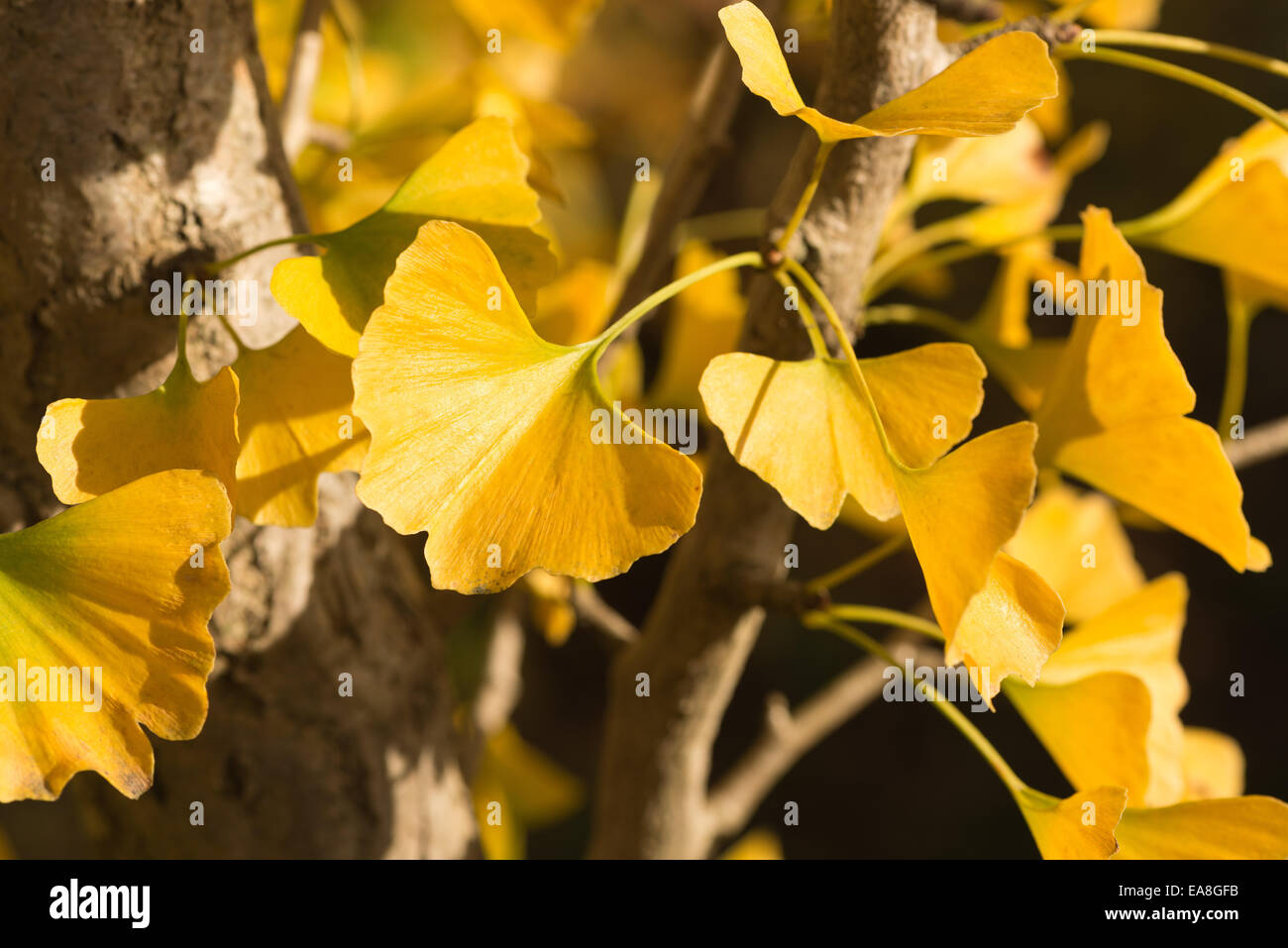 Bright unique yellow leaves of Ginkgo biloba tree in autumn look like ...