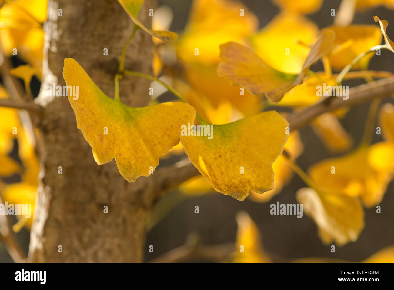 Bright unique yellow leaves of Ginkgo biloba tree in autumn look like ...