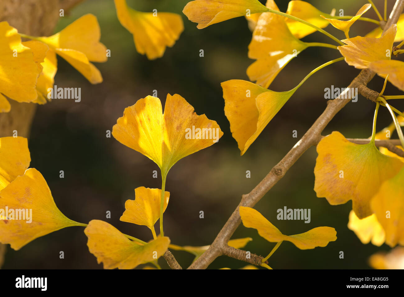 Bright unique yellow leaves of Ginkgo biloba tree in autumn look like ...