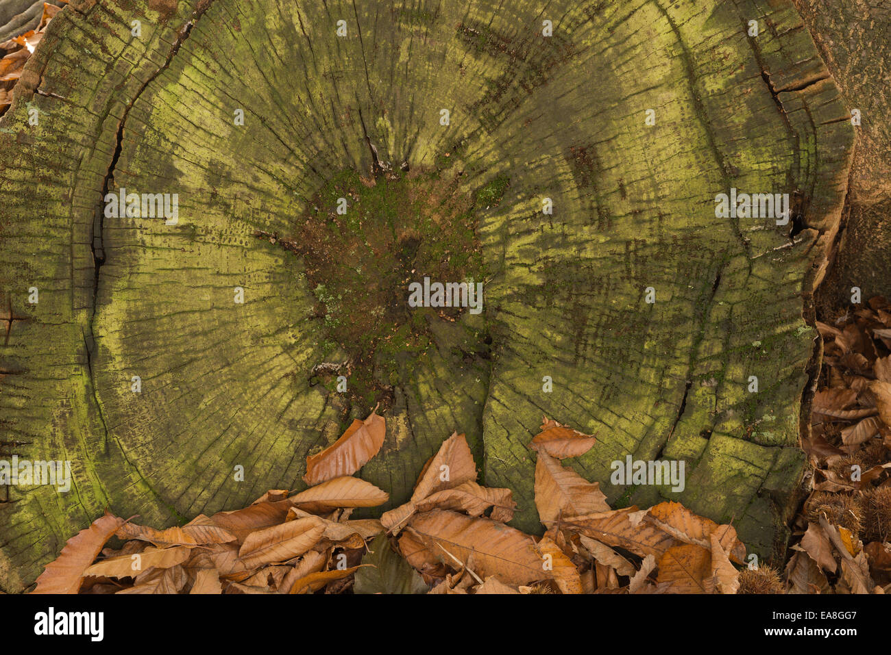 vivid lime green color of algae covered sweet chestnut tree stump north ...
