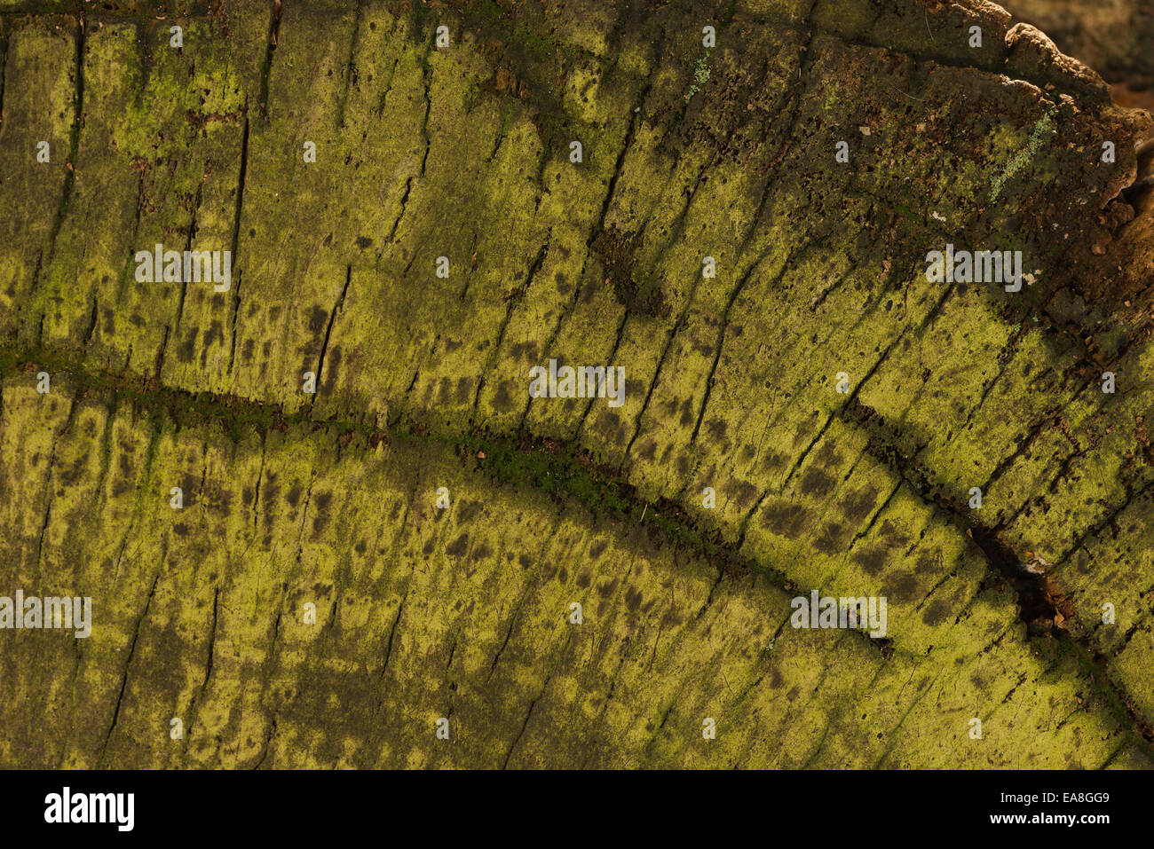 vivid lime green color of algae covered sweet chestnut tree stump north ...