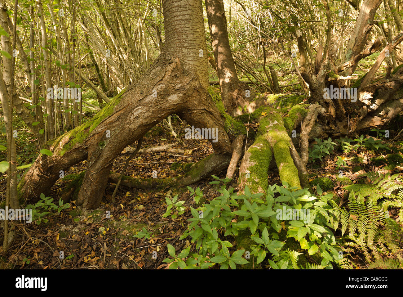A wild cherry tree blown over in th e hurricane of 1987 has sent up new ...