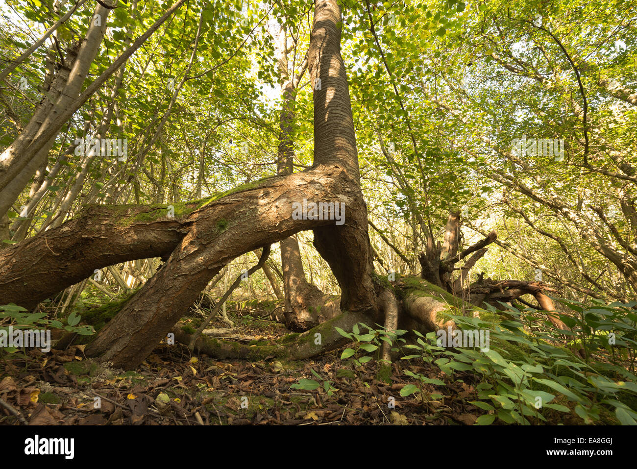 A wild cherry tree blown over in th e hurricane of 1987 has sent up new ...