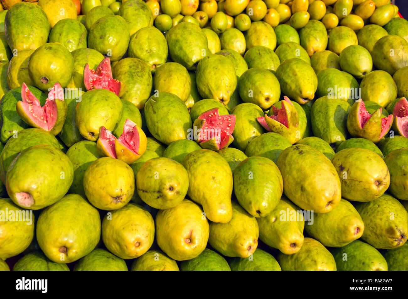 India guava fruits hi-res stock photography and images - Alamy