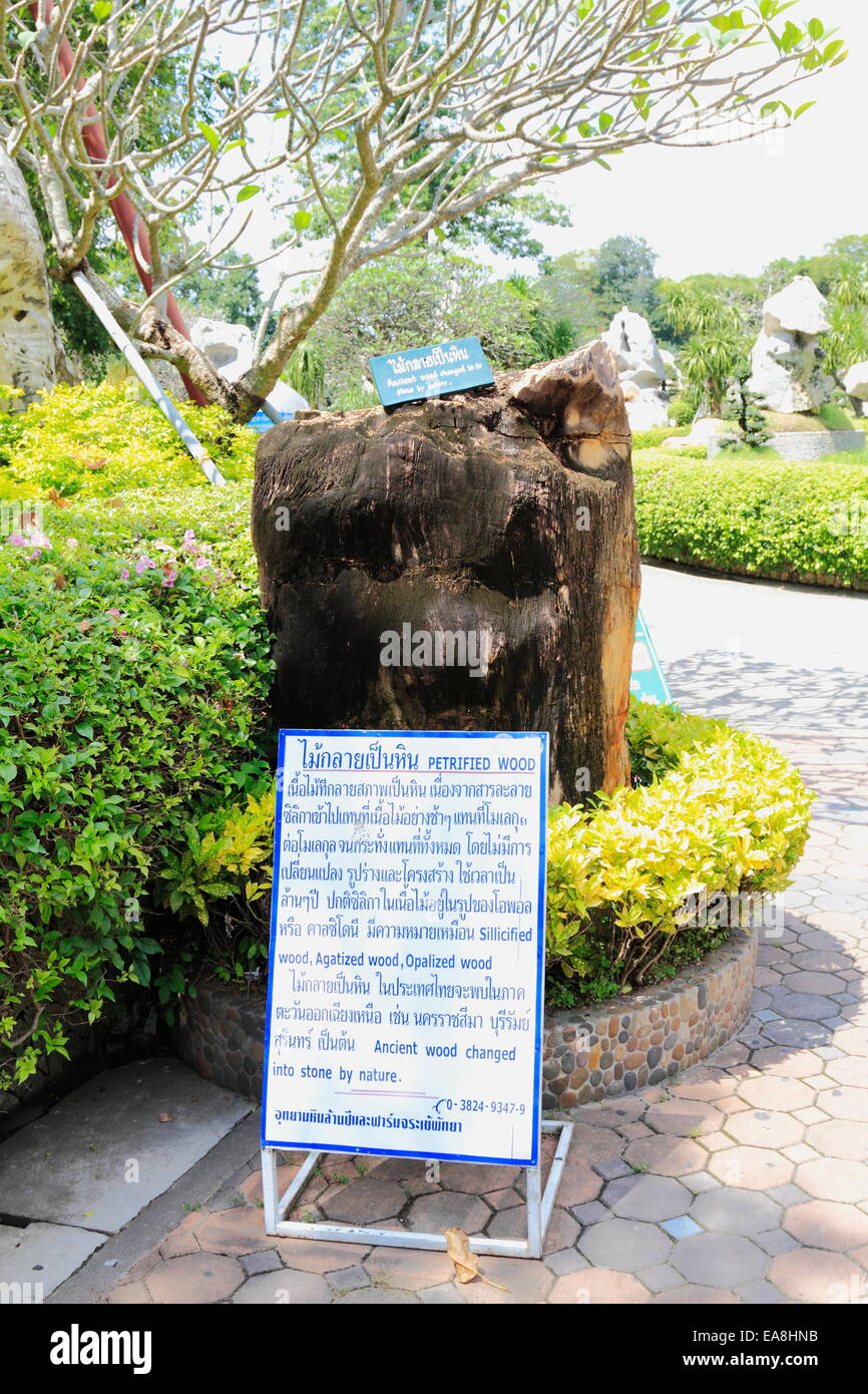 Wood turned into stone rock The Million Years Stone Park & Pattaya ...