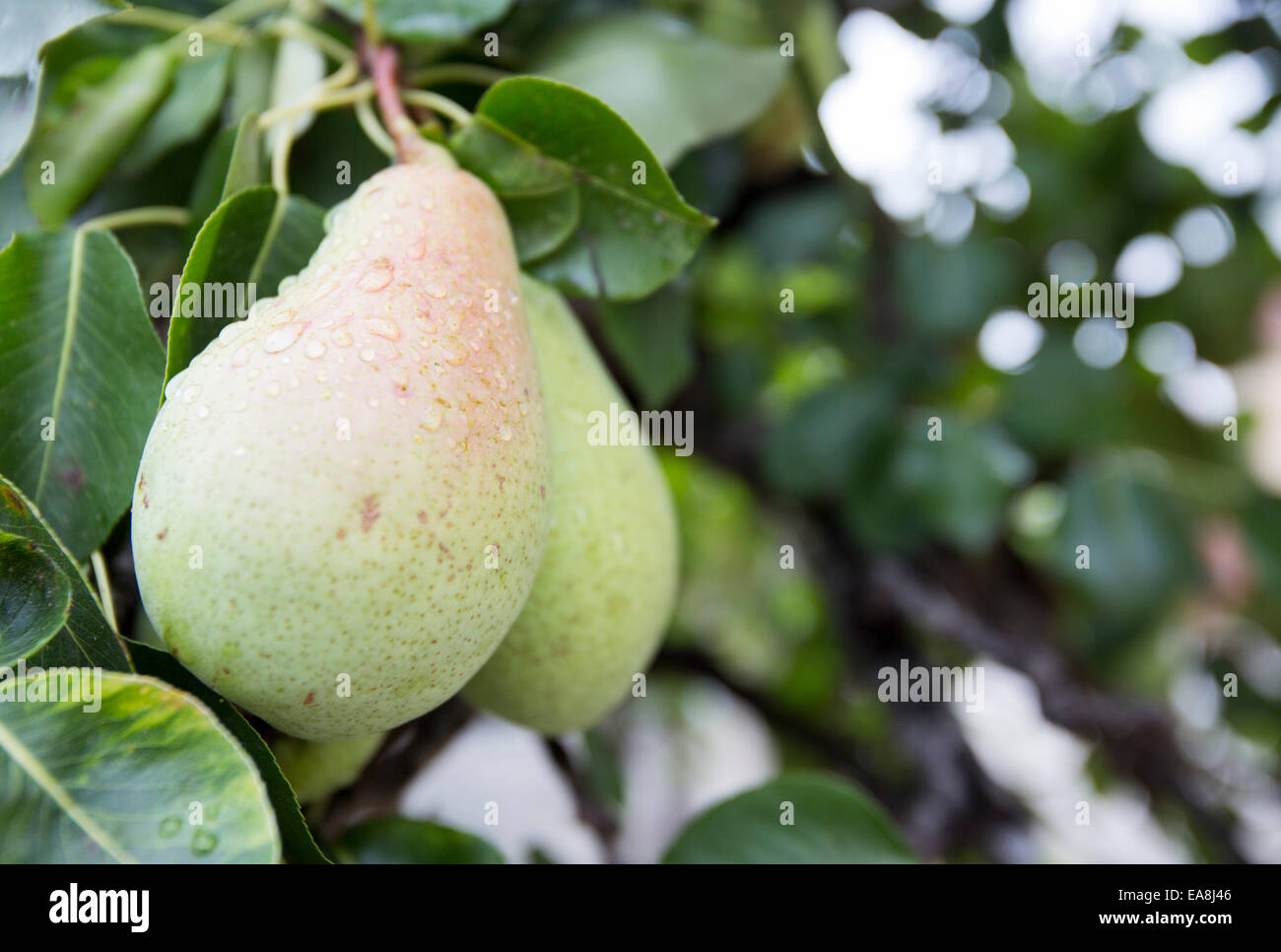 Many green pears on a tree Stock Photo - Alamy