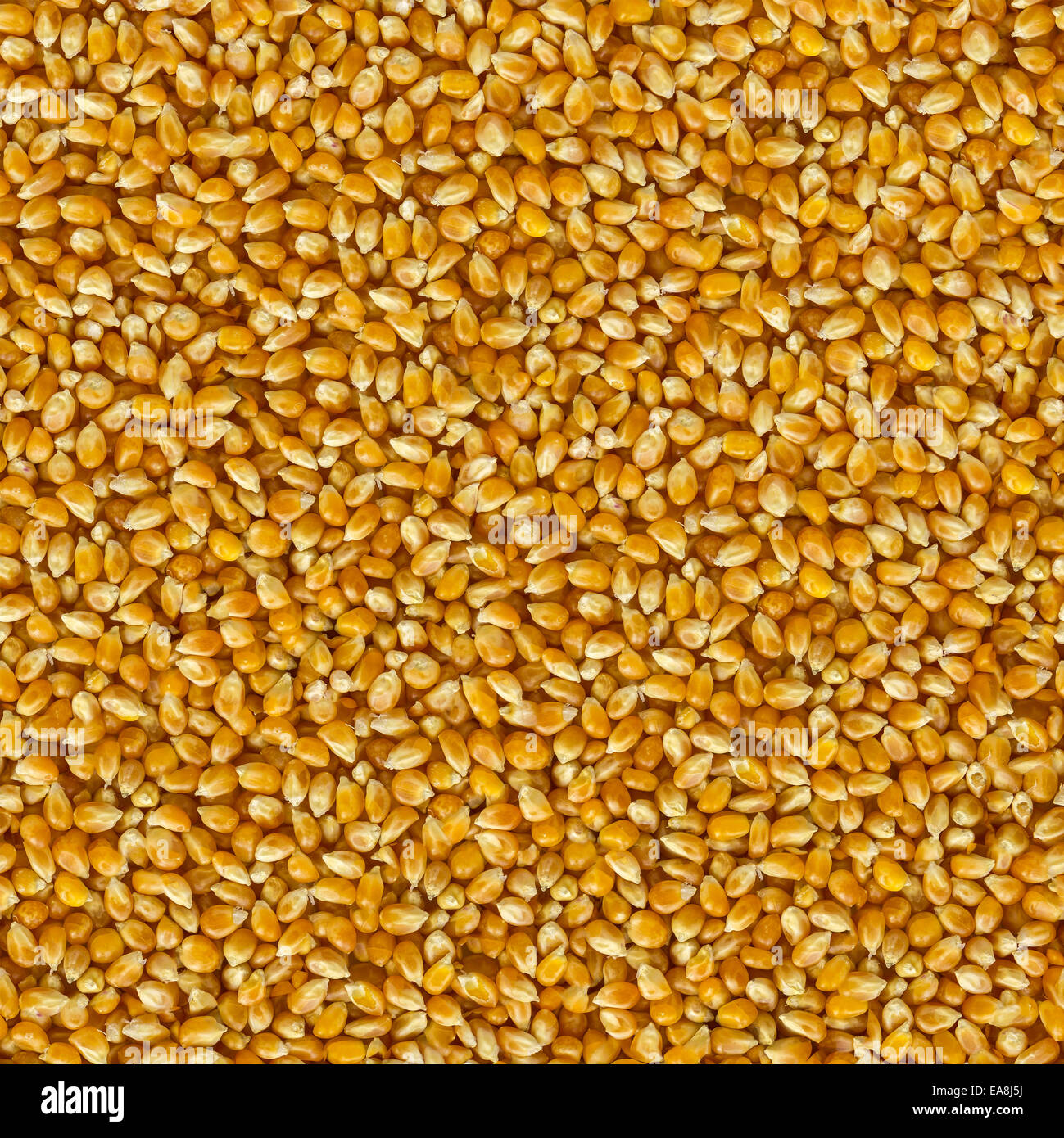 Yellow Corn Beans Background. Seamless Tileable Texture Stock Photo - Alamy