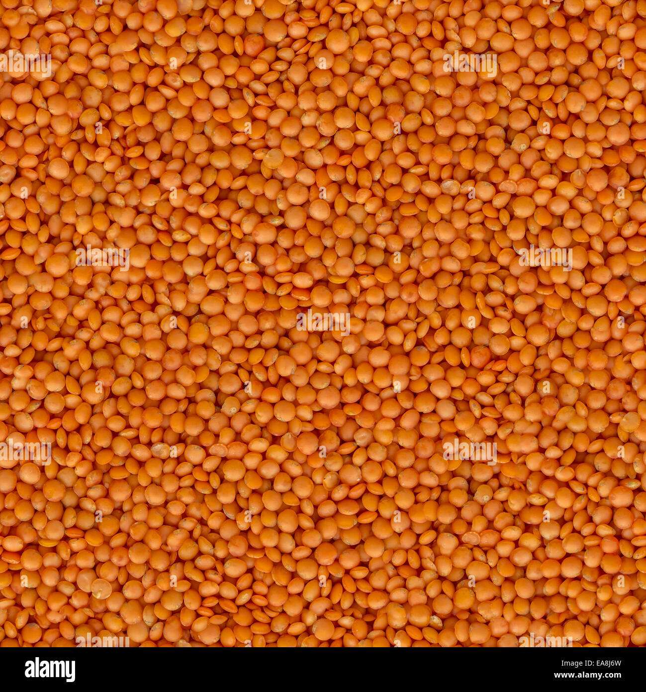 Orange Lentils Close Up - Seamless Tileable Texture Stock Photo - Alamy