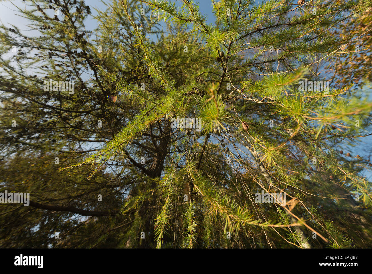 fresh lush greens of deciduous larch tree heavily laden with lots of ...
