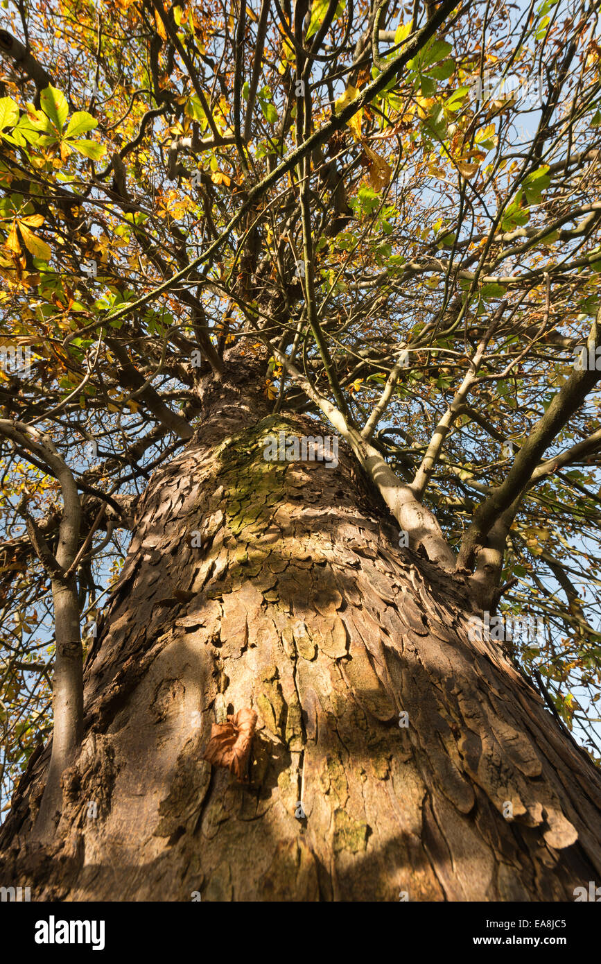 mases of side branches looking up along the trunk of a horse chestnut ...