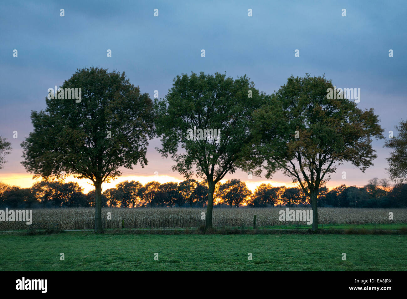 Meadow with trees hi-res stock photography and images - Alamy