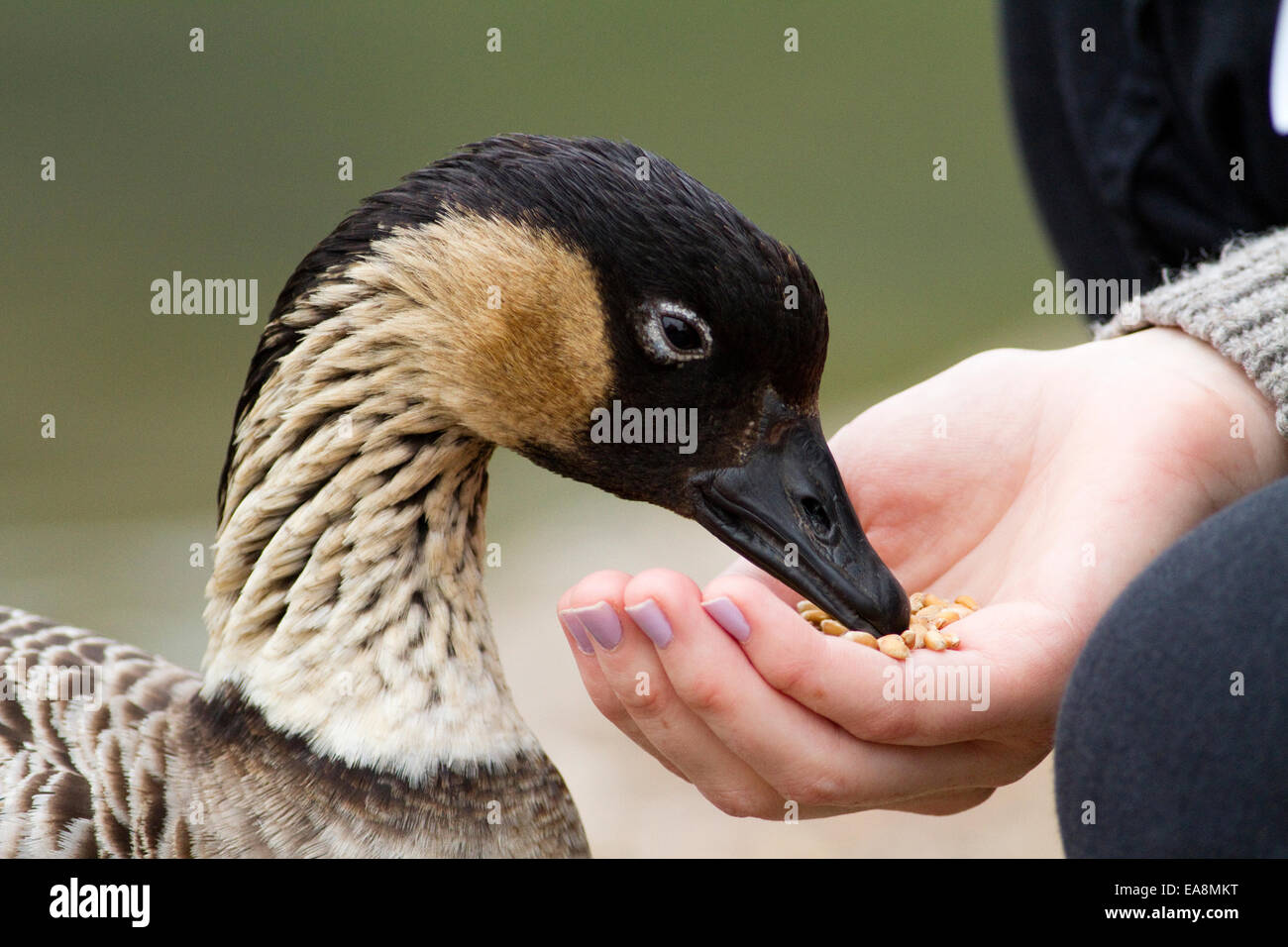 Hawaiian Goose being hand fed. Latin name is Brant sandvicensis Stock ...