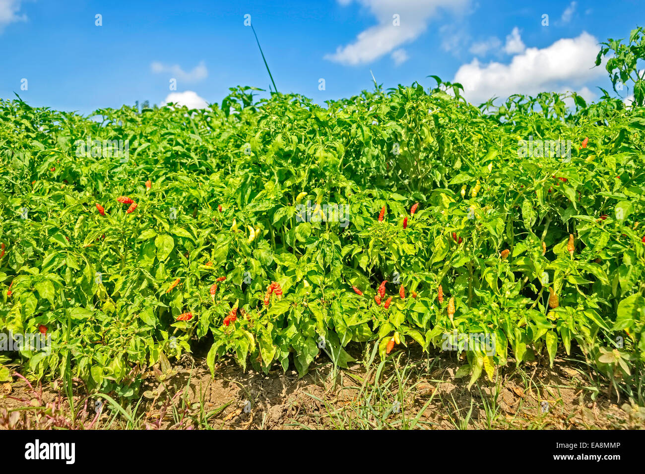 Chili plantation hi-res stock photography and images - Alamy