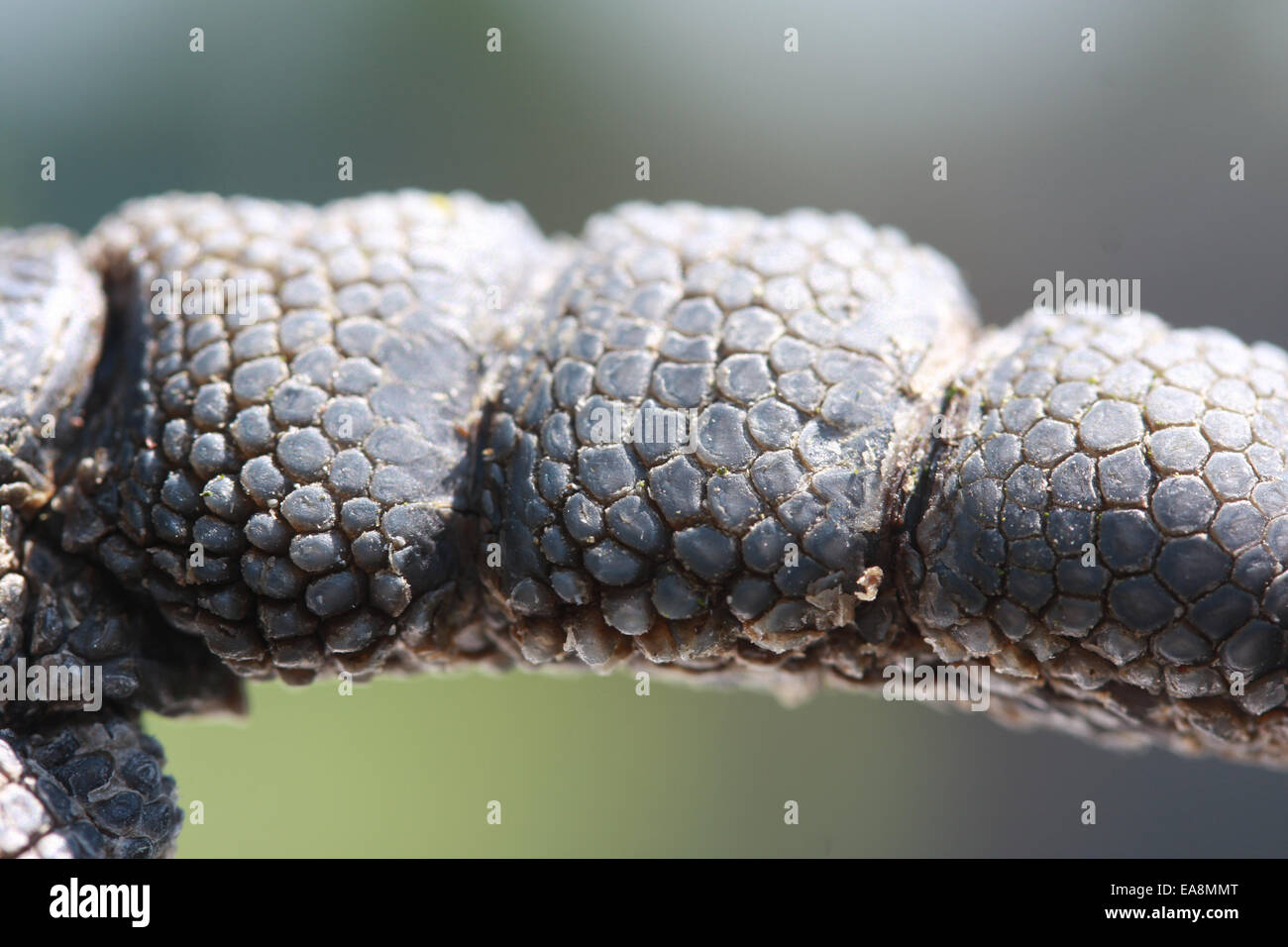 Macro of underside of a parrots foot Stock Photo - Alamy