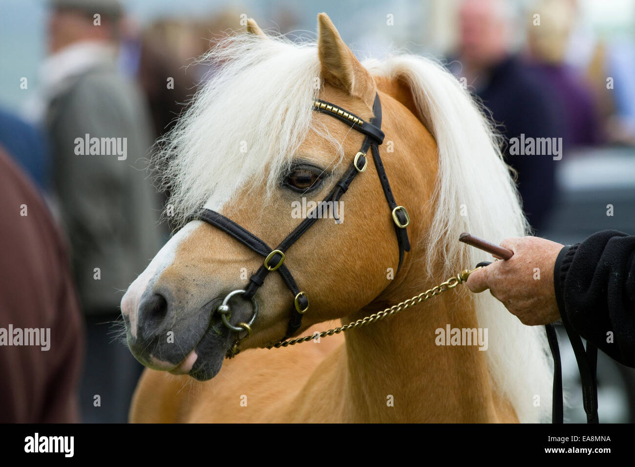 Palomino Horse Images