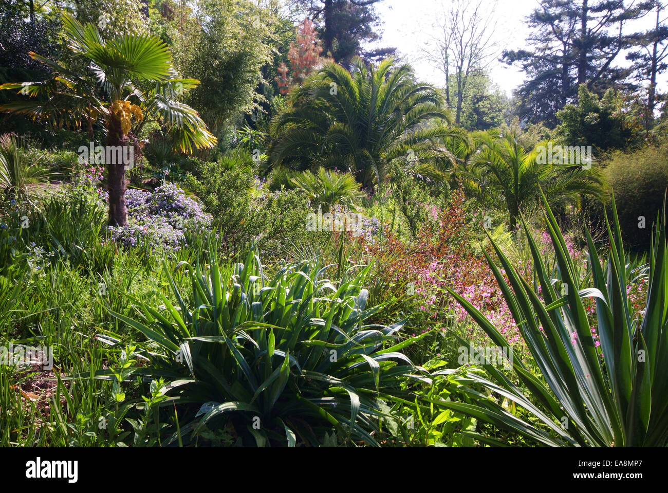 Jungle Garden at the Lost Gardens of Heligan near Mevagissey Restormel ...