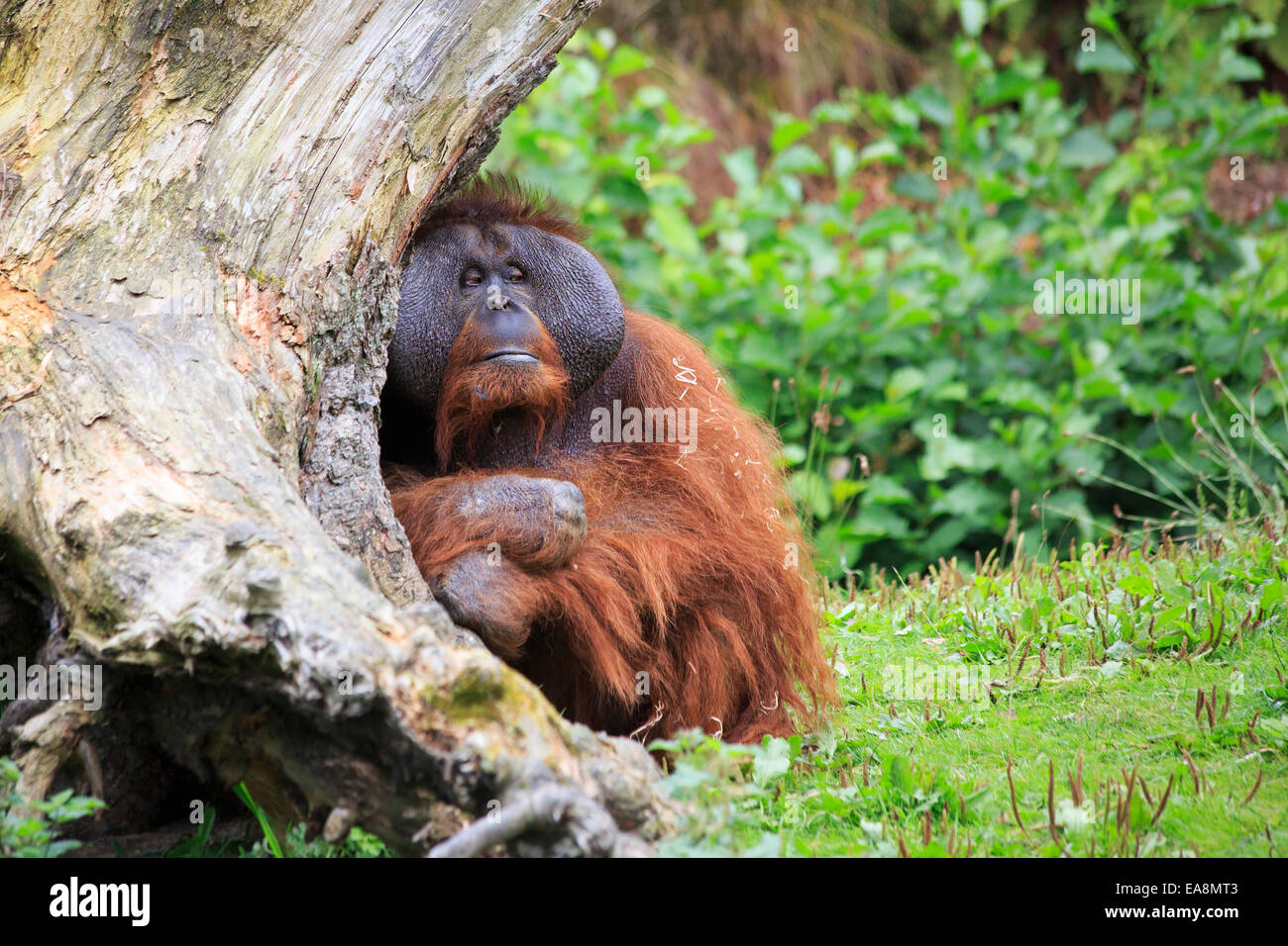 Male Bornean orangutan Stock Photo - Alamy