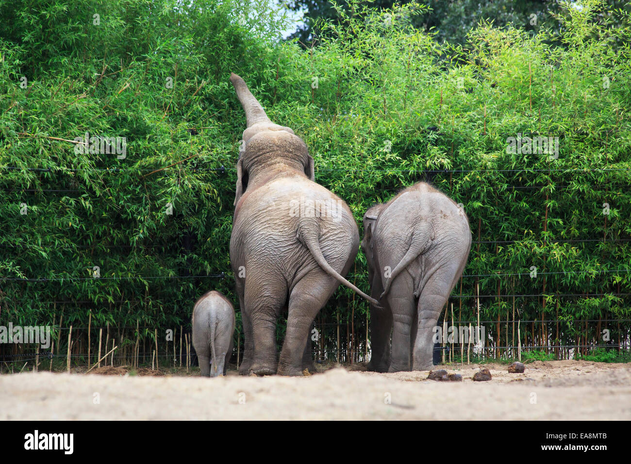 Family of Asian elephant Stock Photo - Alamy