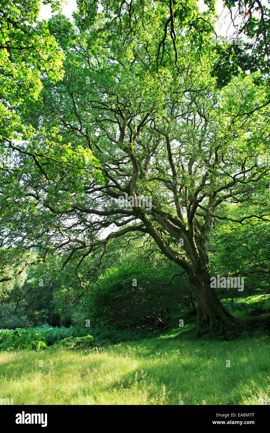 Beautiful spreading tree in Wicklow Mountains National Park Stock Photo ...