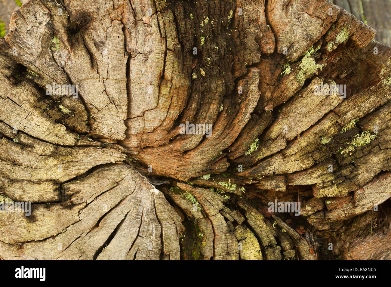 Medullary rays hi-res stock photography and images - Alamy