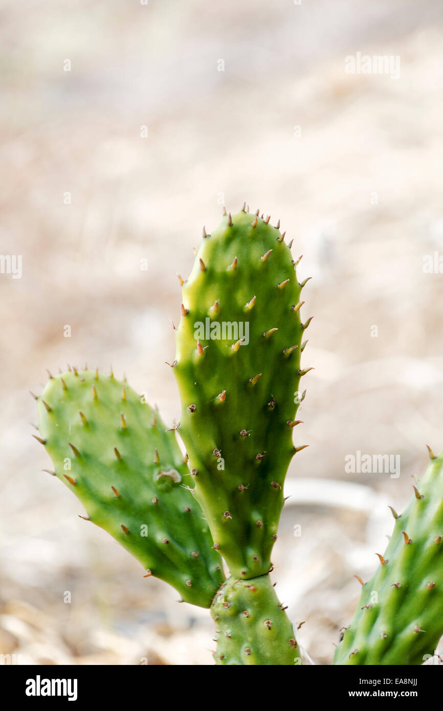 Close up of the thorns on a leaf of a cacti plant Stock Photo - Alamy