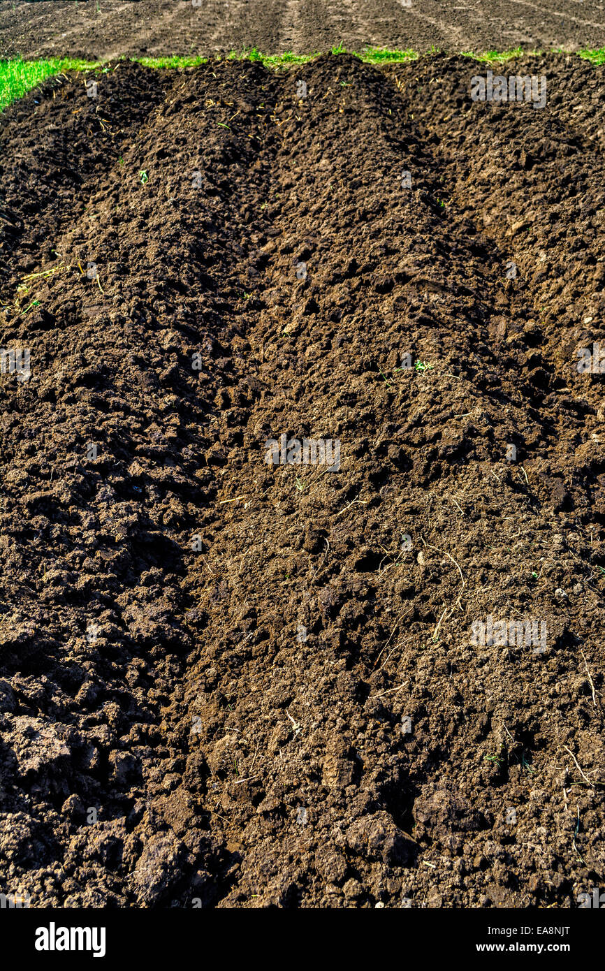 Newly cultivated plots ready for vegetable planting Stock Photo - Alamy