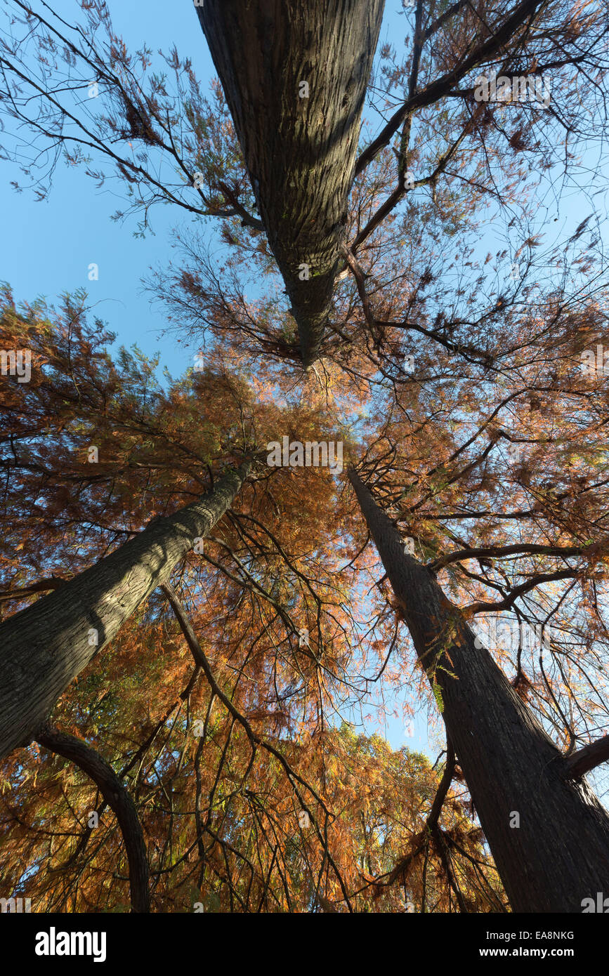 Three tree trunks deciduous conifer merging together when looking ...